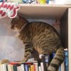 Иконка канала ЛЕШИЙ