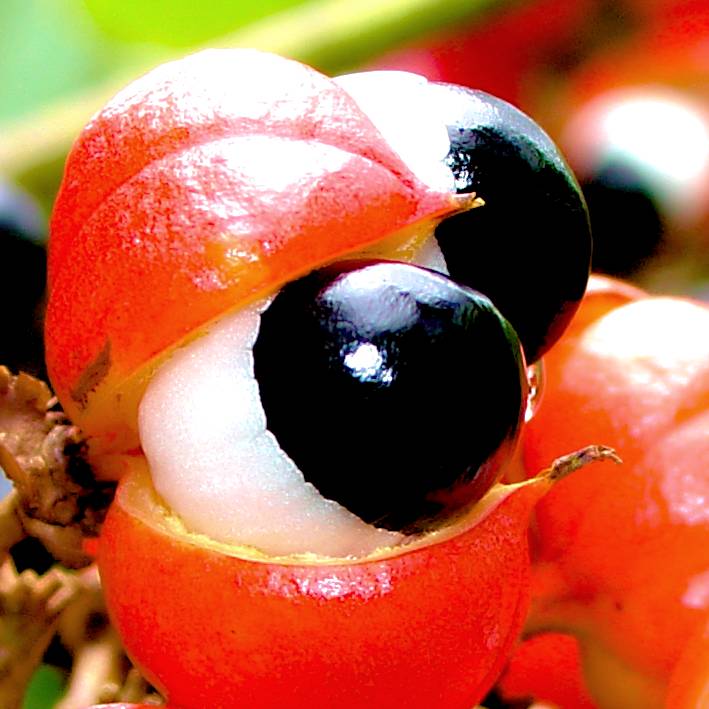 Иконка канала NapoCD