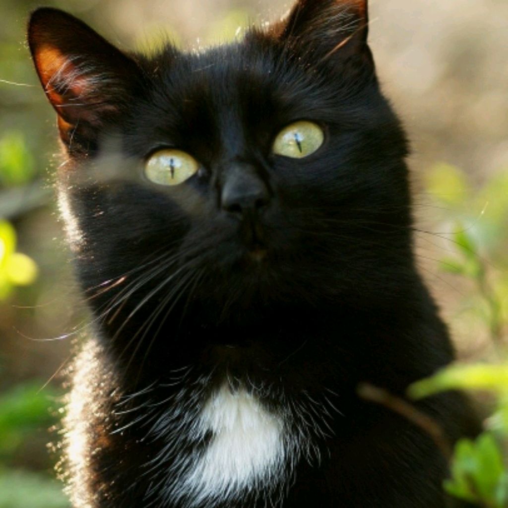 Иконка канала Darkness