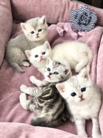 Иконка канала Котята кошки Кайли и котика Маню