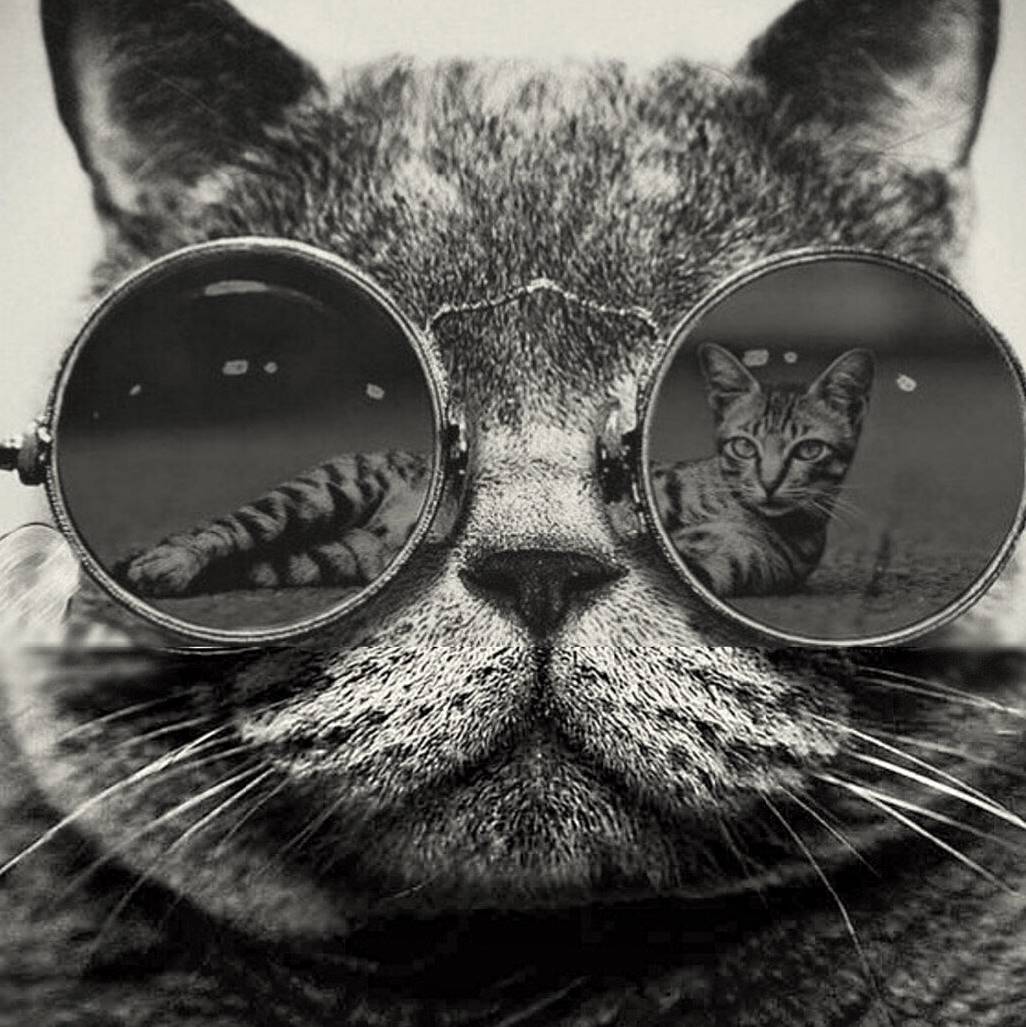 Иконка канала Коты и кошки: забавные, смешные и веселые моменты!