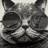 Иконка канала Коты и кошки: забавные, смешные и веселые моменты!