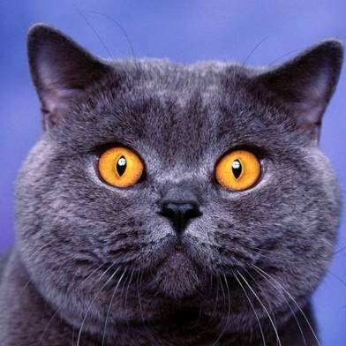 Иконка канала Смотри в оба!