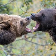 Иконка канала Звуки животных и природы