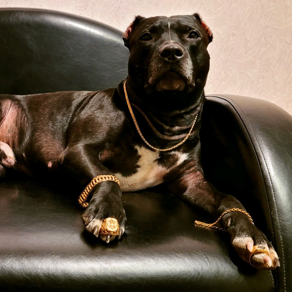 Иконка канала ПитбульГраф