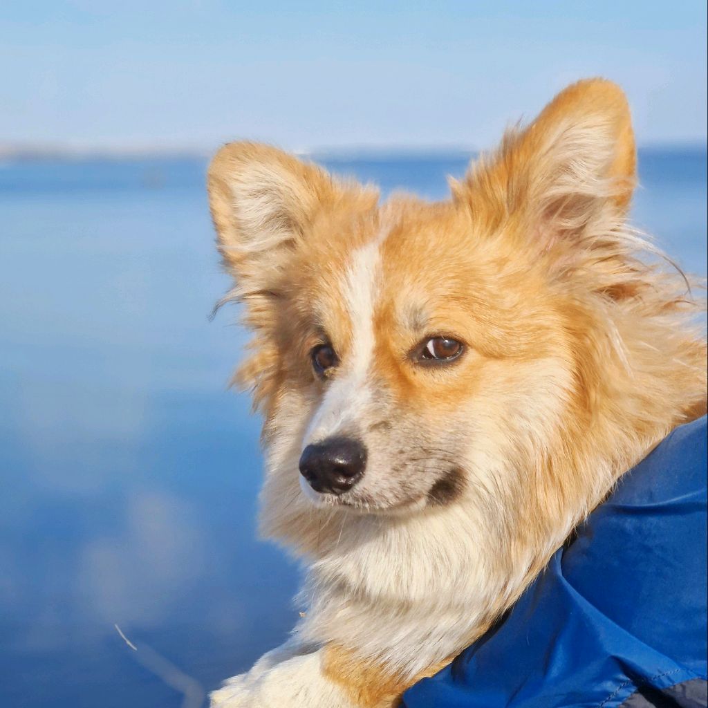 Иконка канала Корги Лео