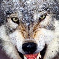 Иконка канала СЕРГЕЙ ГОЛОЩАПОВ