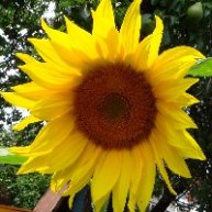 Иконка канала Voldemar