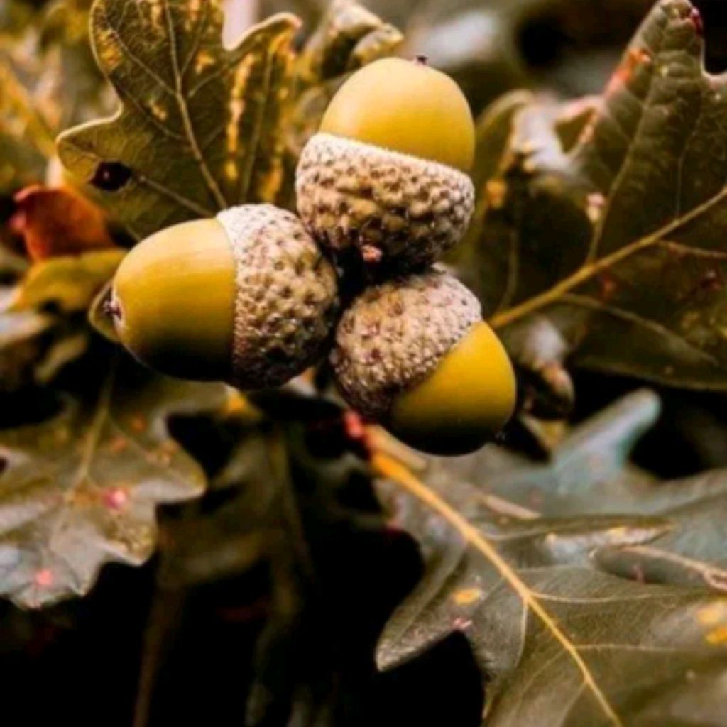 Иконка канала Жёлудь хвалёный