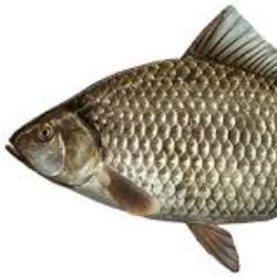 Иконка канала шкибиди карась