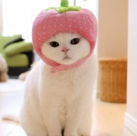 Иконка канала Смешные котики | Блогеры❤