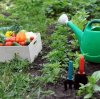Иконка канала Садовые советы﻿