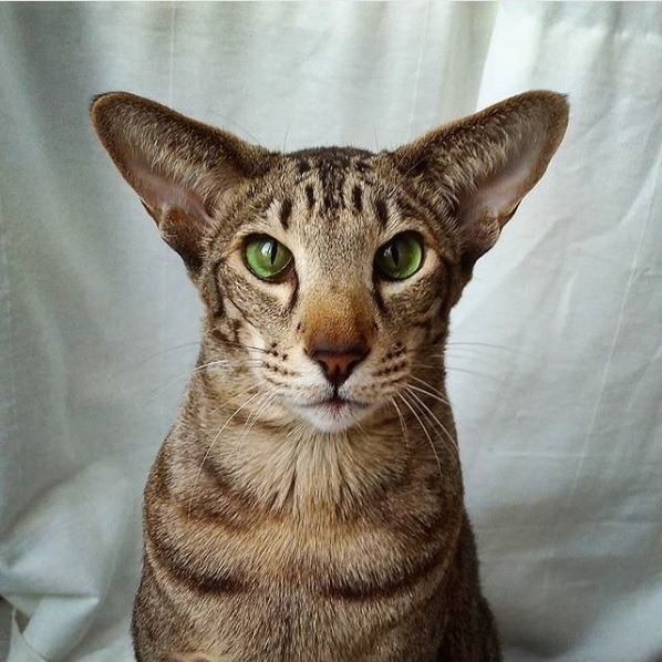 Иконка канала siv62