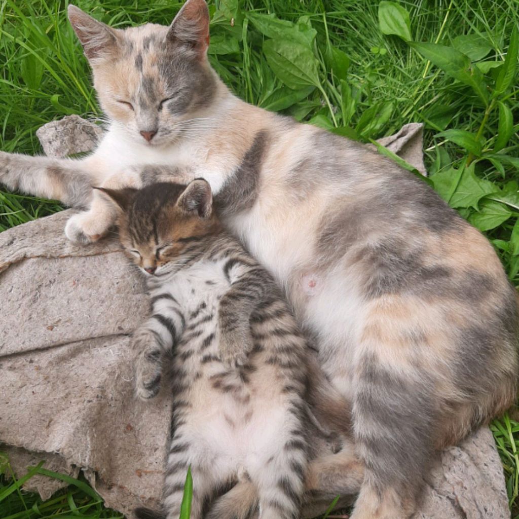 Иконка канала Лиза и котики