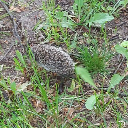 Иконка канала yastrannik