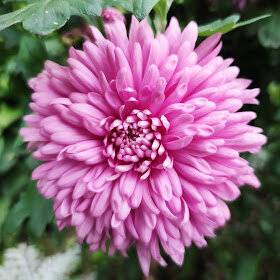 Иконка канала Дачные советы от тёти Нади