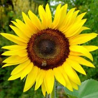 Иконка канала ОСЕТИНКА ГОТОВИТ