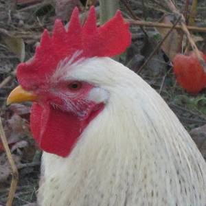 Иконка канала Птицеводство куры-инкубаторы