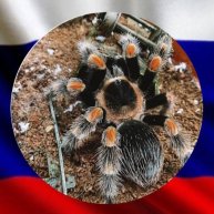 Иконка канала ПАУКИ В ДОМЕ