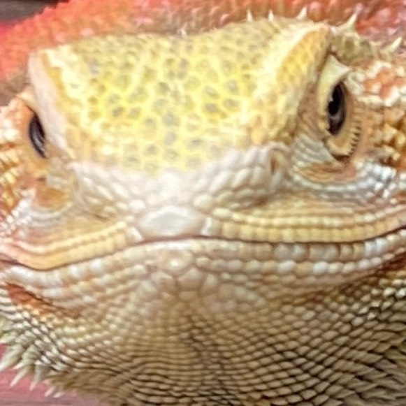 Иконка канала MrIizard