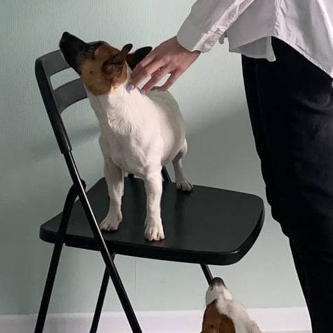 Иконка канала DogFriend