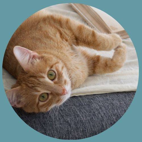 Иконка канала Каролька и Васька