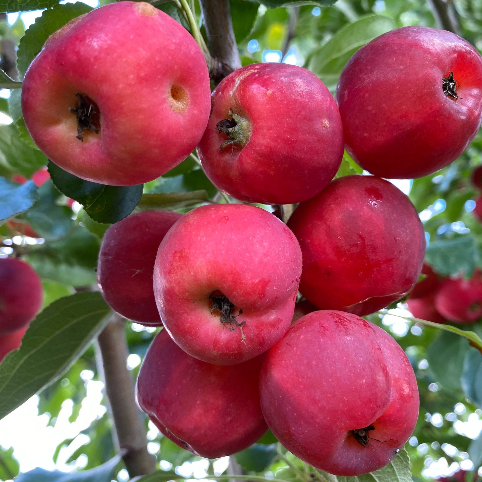 Иконка канала Питомник Баргузин.Саженцы Бурятии. Северный сад.