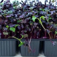 Иконка канала Выращиваем дома