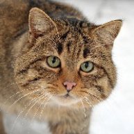 Иконка канала Shvedunov