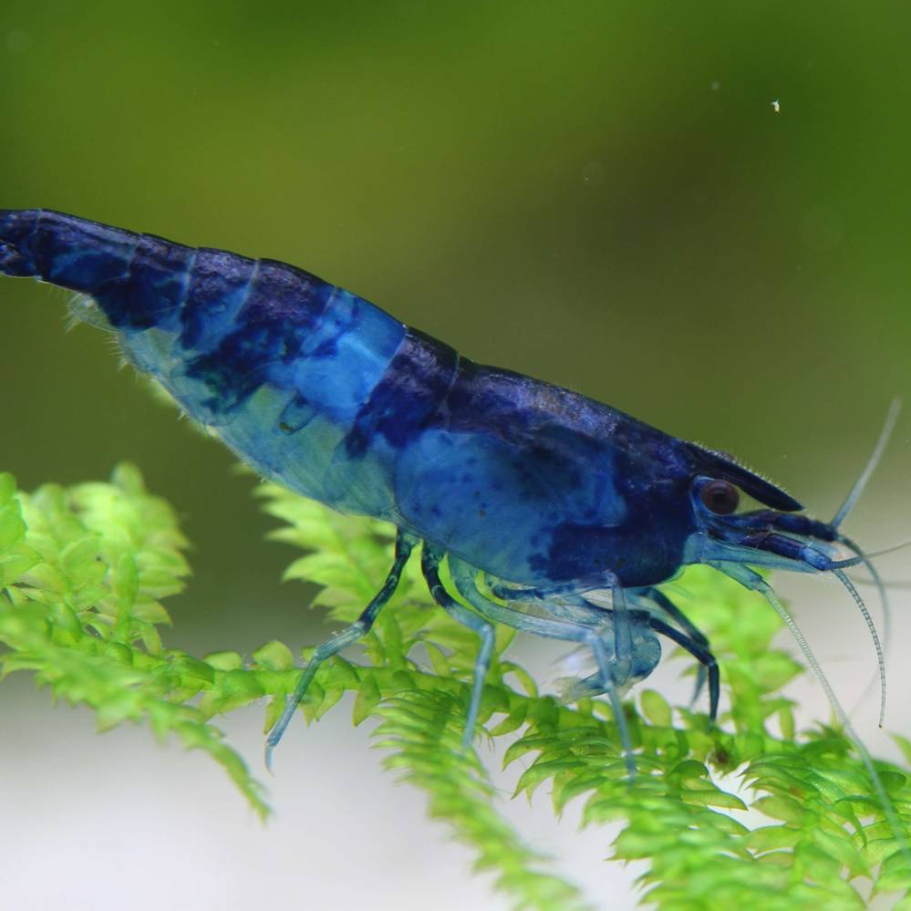 Иконка канала КРЕВЕТКА