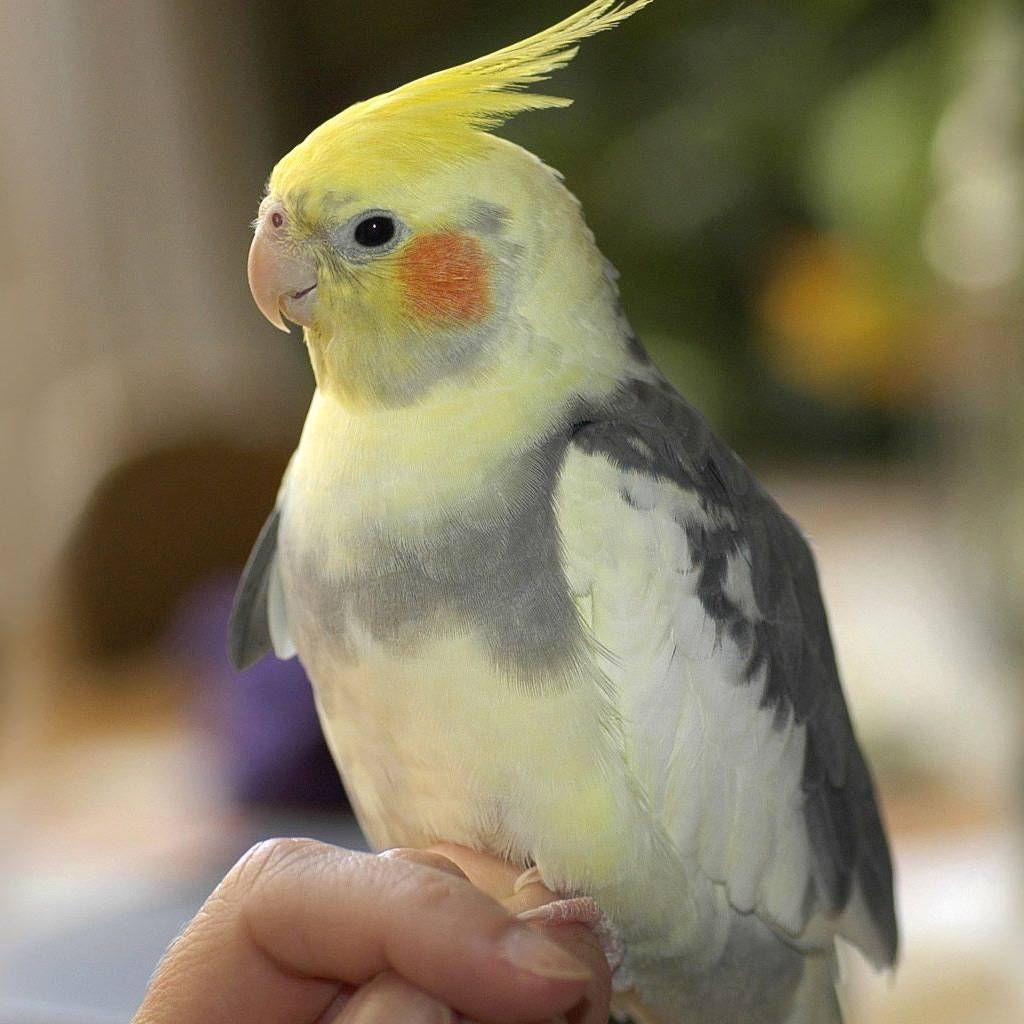 Иконка канала Лучшие друзья