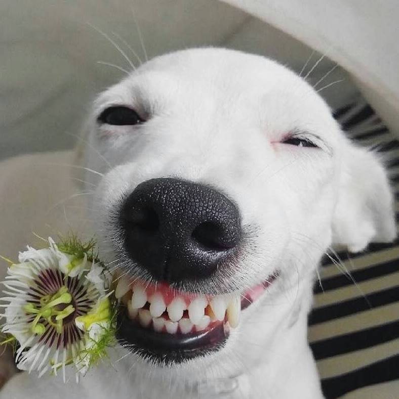 Иконка канала Собака-улыбака