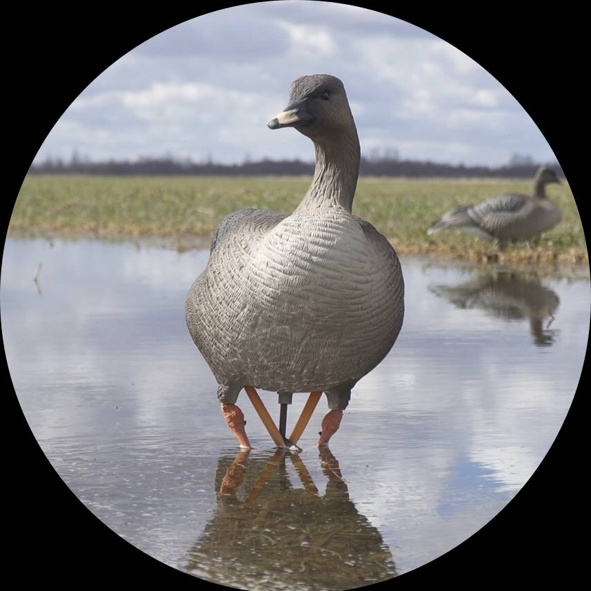 Иконка канала ПроГусь - охота на гуся