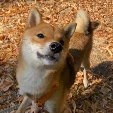 Иконка канала Дмитрий Борисенко