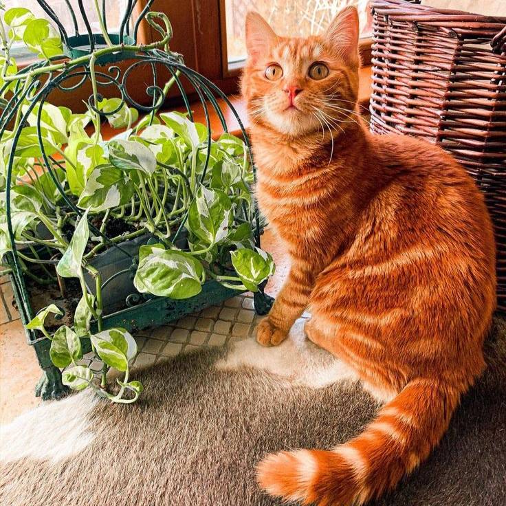 Иконка канала кот рыжик