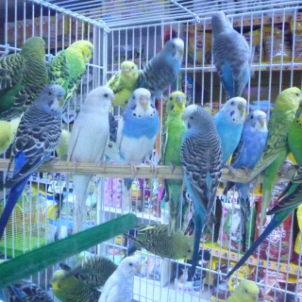 Иконка канала Зоомагазин 48 попугаев