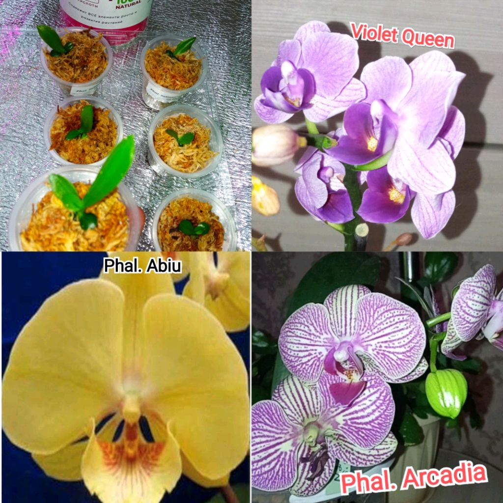 Иконка канала ОрхоЦвет