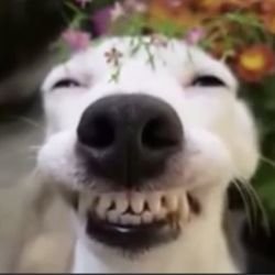 Иконка канала f1n1k