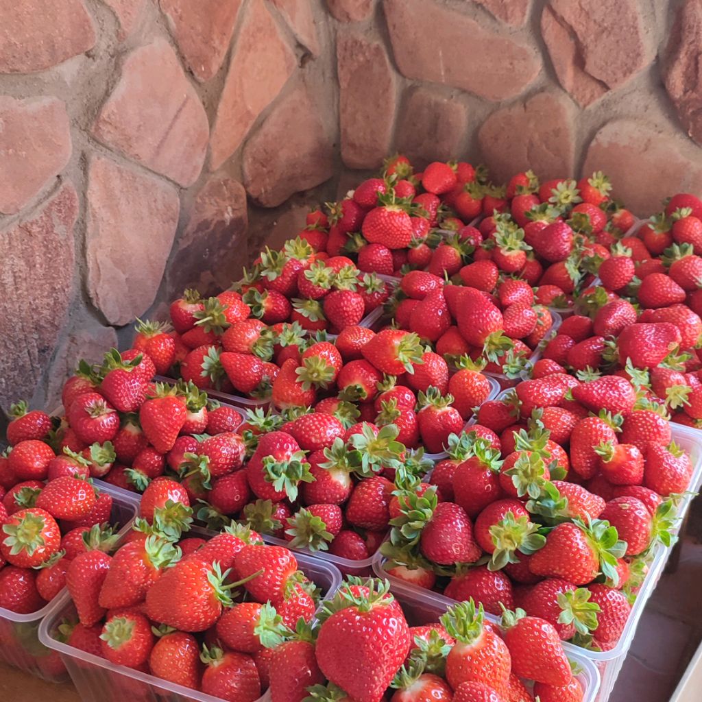 Иконка канала 🍓Коломенская ягода от Александра🍓