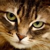 Иконка канала HELLCAT