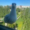 Иконка канала Птичка