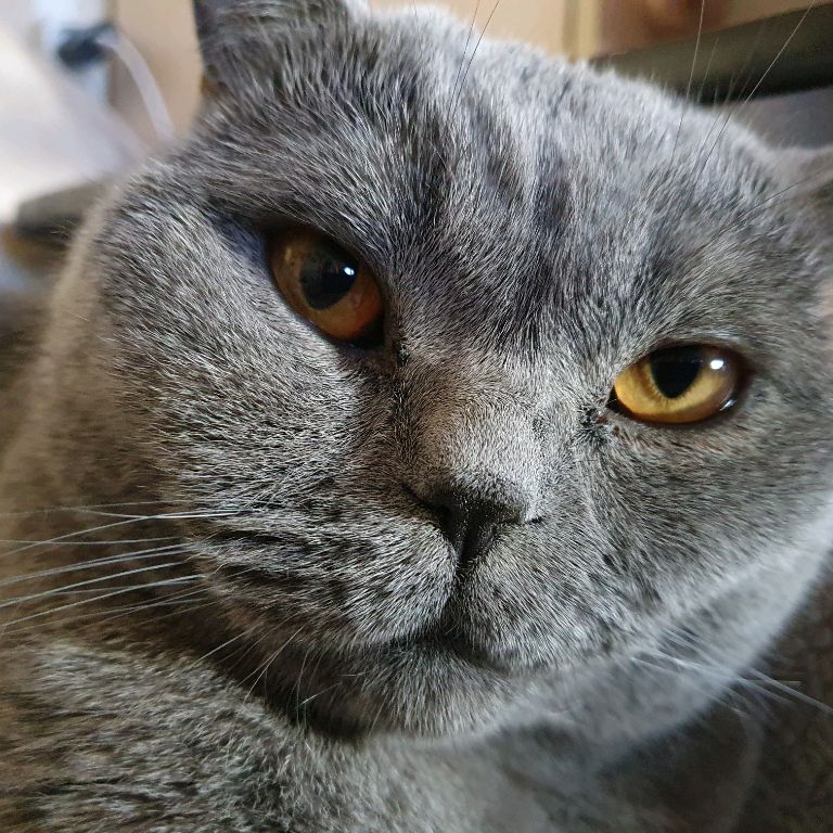 Иконка канала Кот Кокос