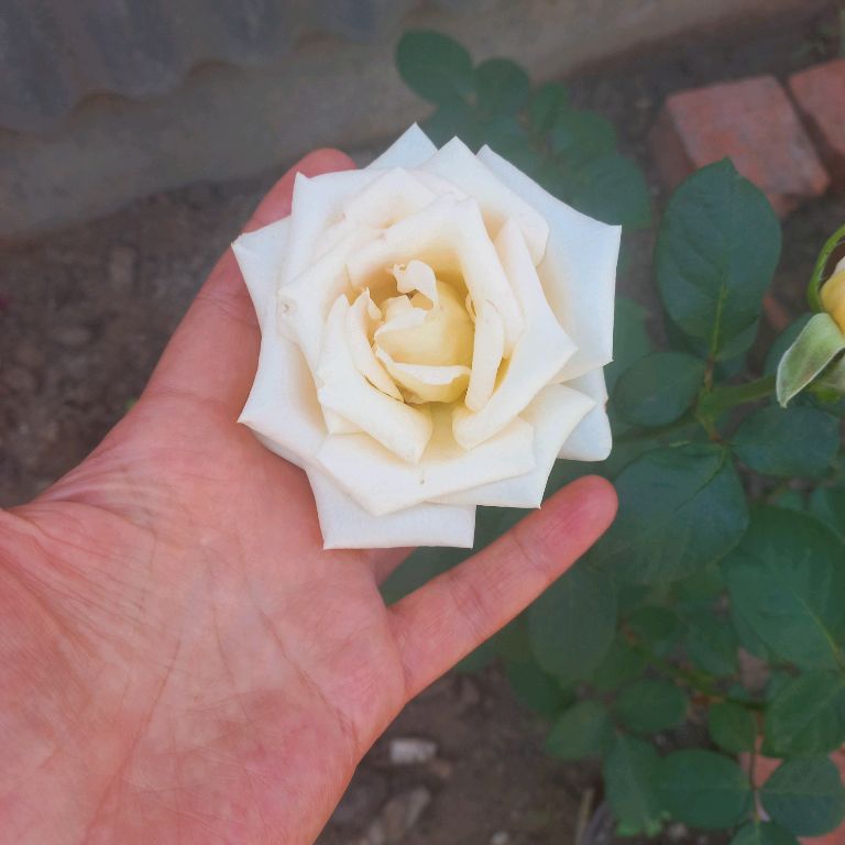 Иконка канала Про цветок