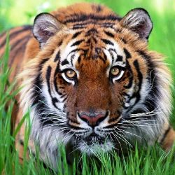 Иконка канала Nexus