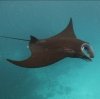 Иконка канала Snorkeling channel