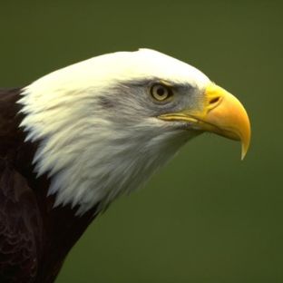 Иконка канала VideoEagle