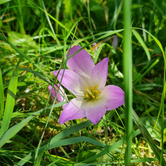 Иконка канала УДачный сезон Life