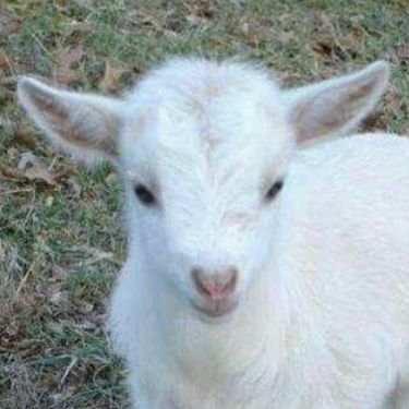 Иконка канала kabarabanova