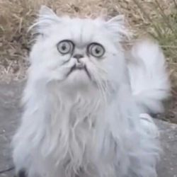 Иконка канала fox31rus