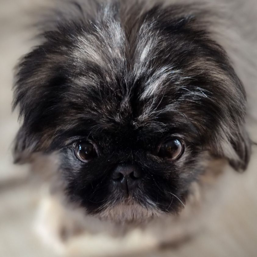 Иконка канала Майя Фея и Батоша